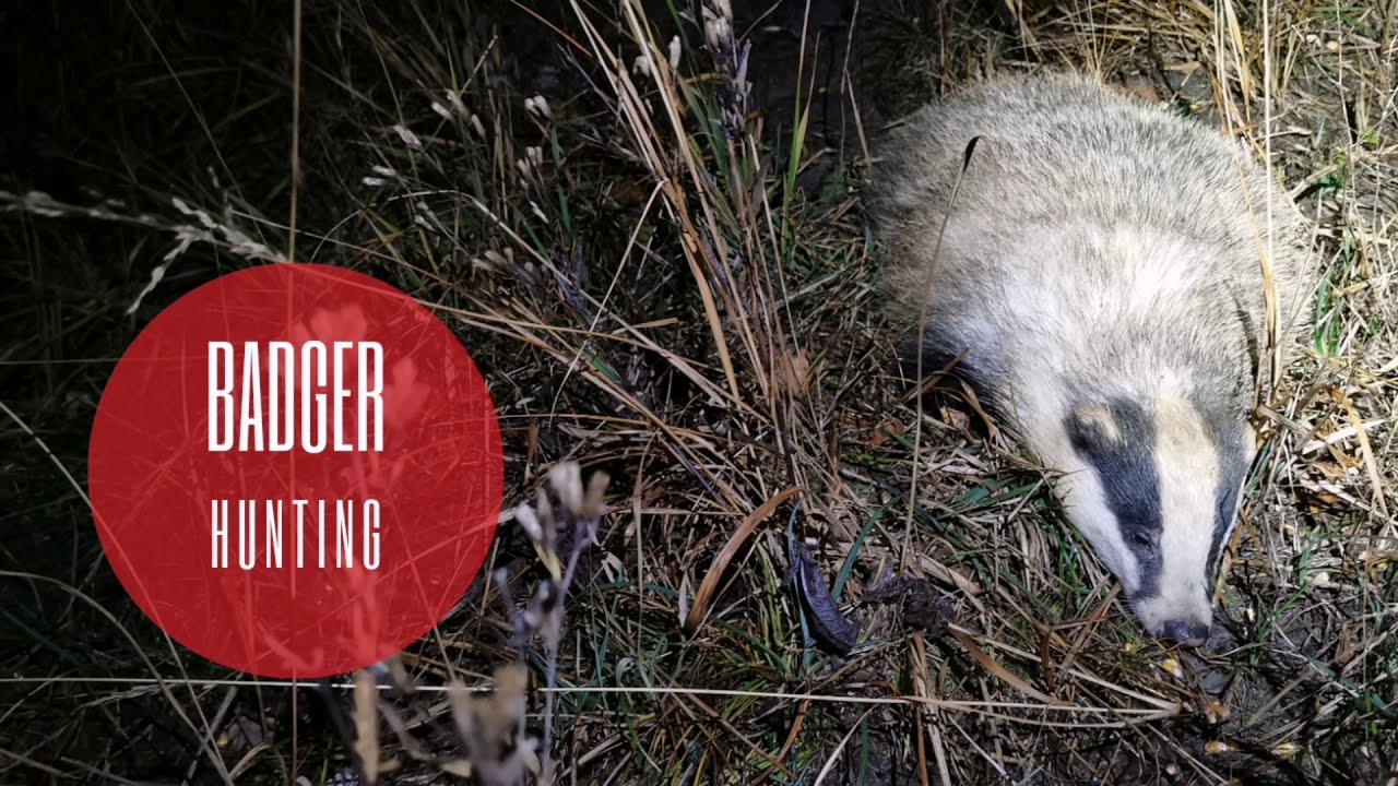 [Pard 007] A Badger Hunt to Remember - YouTube