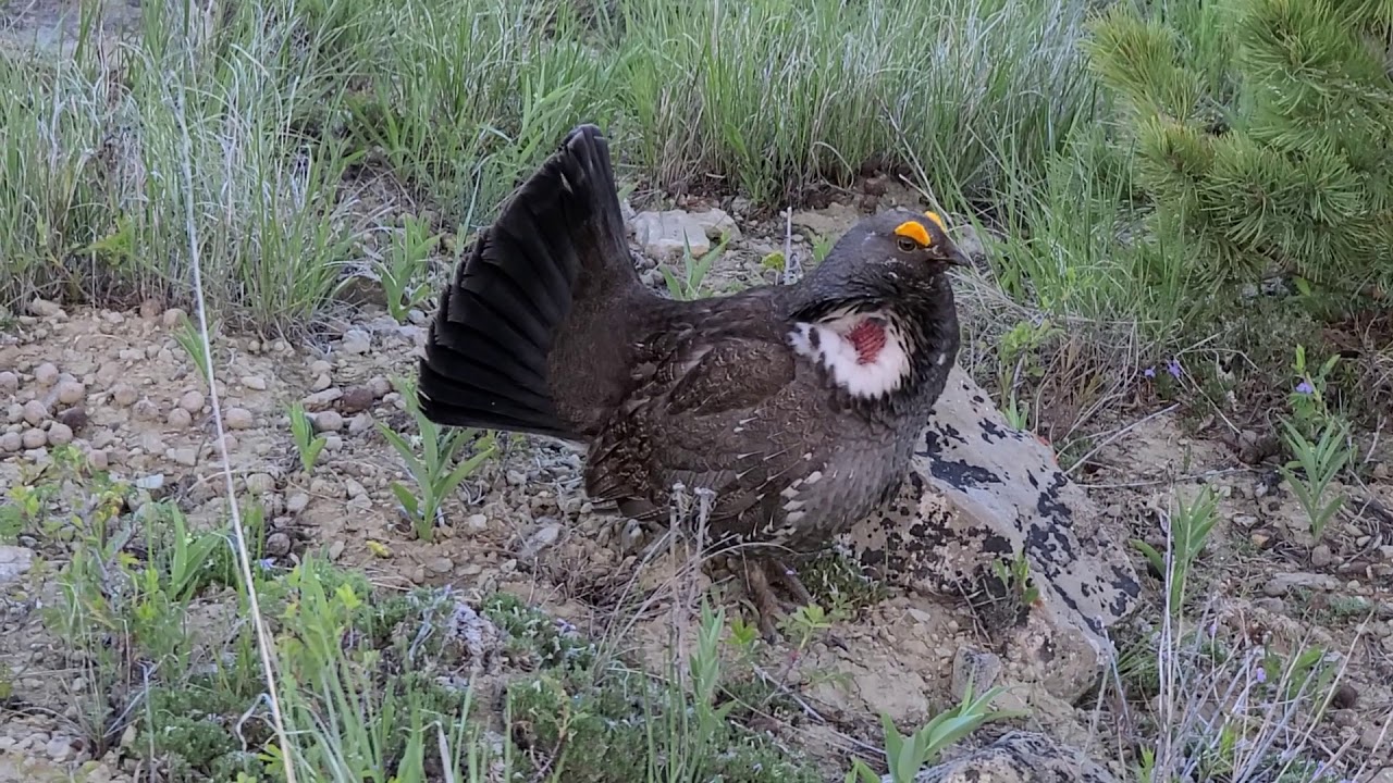 Blue Grouse in the Grosventre Wilderness. Dusk mating call - YouTube