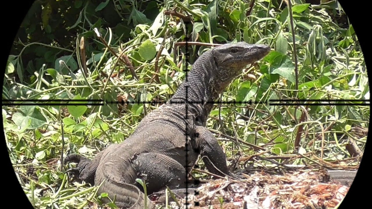 BERBURU BIAWAK//PENGUASA RAWA HAMA AYAM WARGA - YouTube
