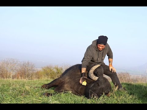Bivalyok a Tarkaréten. - YouTube