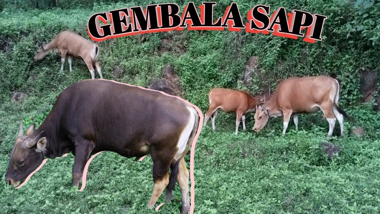 GEMBALA SAPI UNTUK MASA DEPAN - YouTube