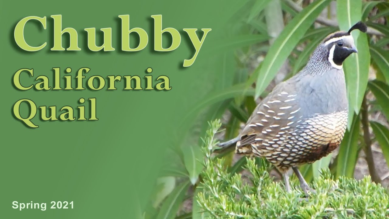 Chubby California Quail - YouTube