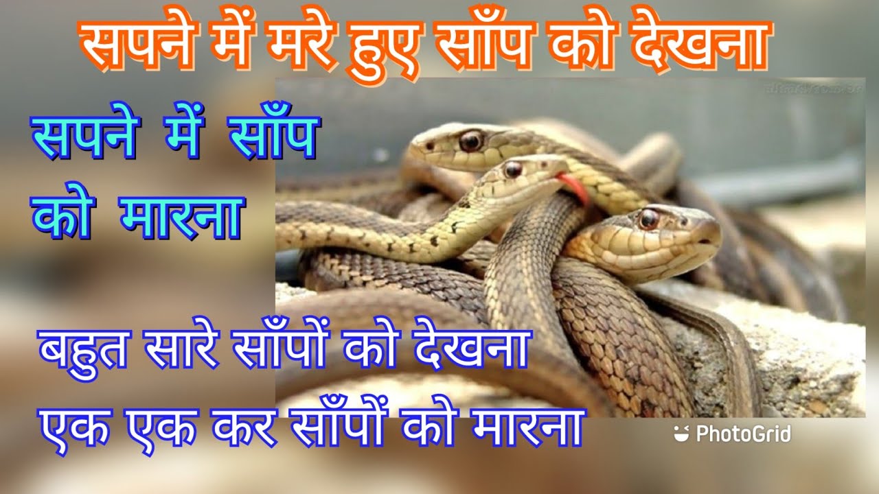 सपने में मरे हुए साँप को देखना, Sapne mein mare huye saap ko dekhna ...