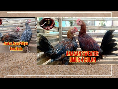 Ayam Philipin Dom/Burik, Umur 3-4 bulan, lancar jaya - YouTube