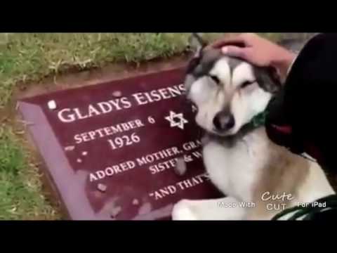 try not to cry, dogs crying over dead freind and owner - YouTube