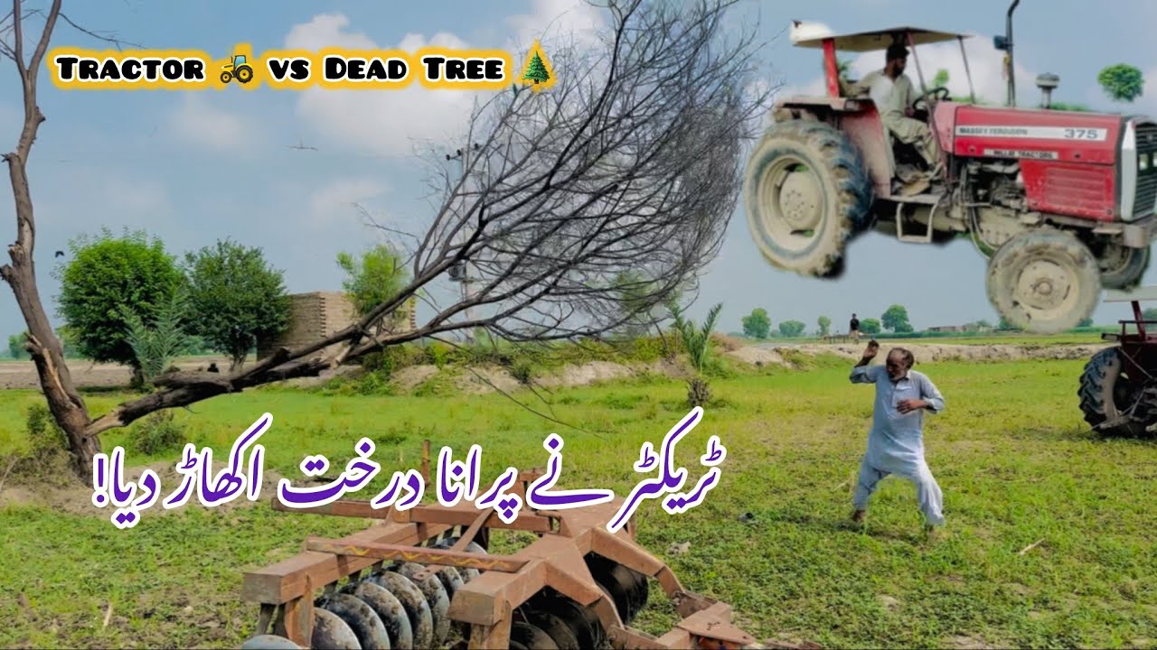 Tractor Uprooting a Dead Tree with Rope | Desi Farming Technique in ...