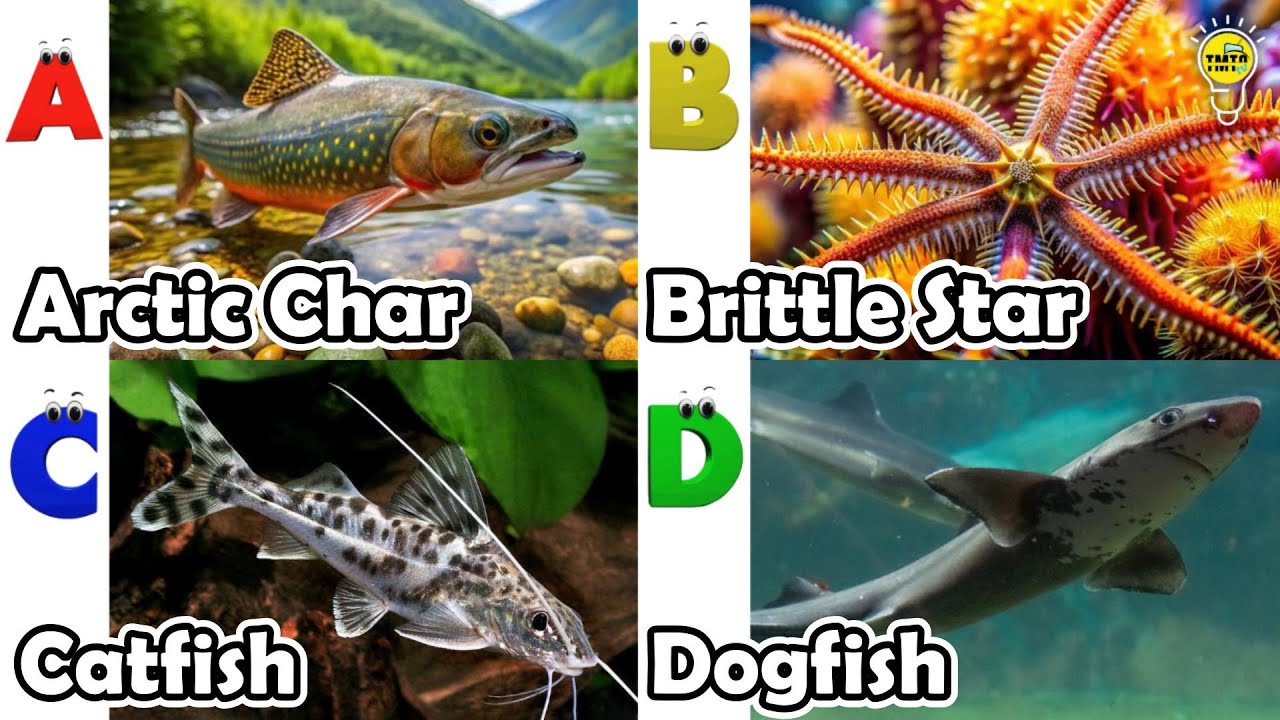 Cute ocean animals | ABC phonics animals | ABC Sea Animals song ...