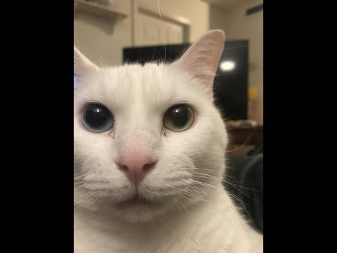 beep block skyway cat (extended) - YouTube