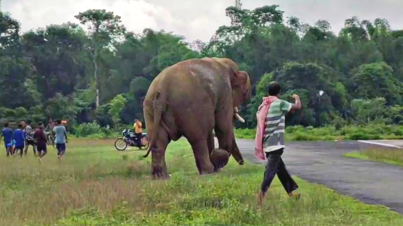 Elephant Chasing Man in the Village - YouTube