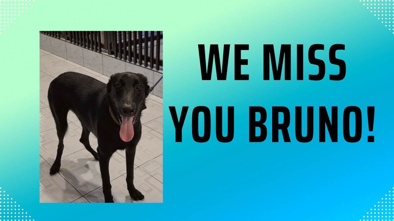 We Miss You Bruno 😘 ️+ Please Watch Tell the End @anamikeschannel8594 ...