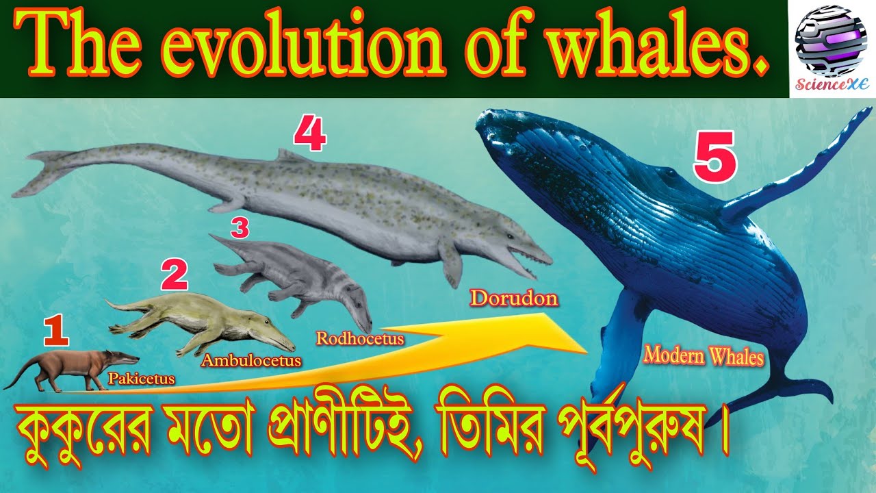 The evolution of whales. তিমি বিবর্তিত হয়েছে, কুকুর সদৃশ প্রাণী পাকিসেটাস থেকে। #whales ...