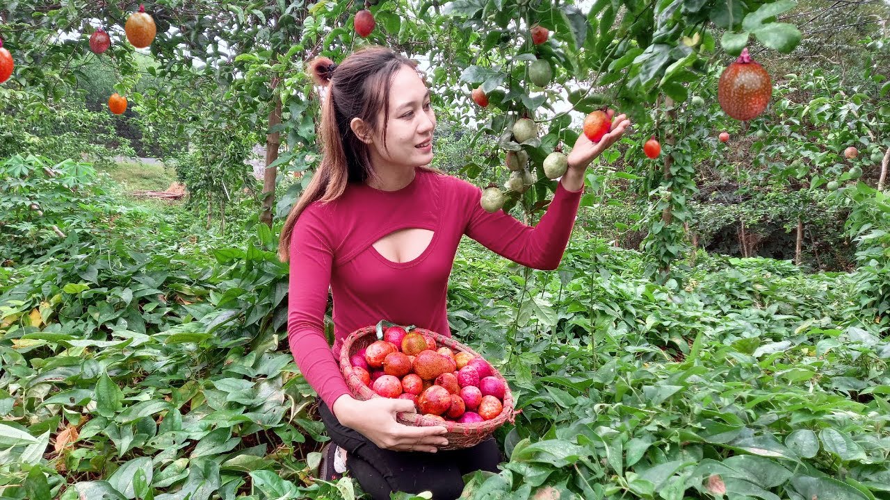 Harvesting passion fruit - Making Drinking water at the Farm | Ngân ...
