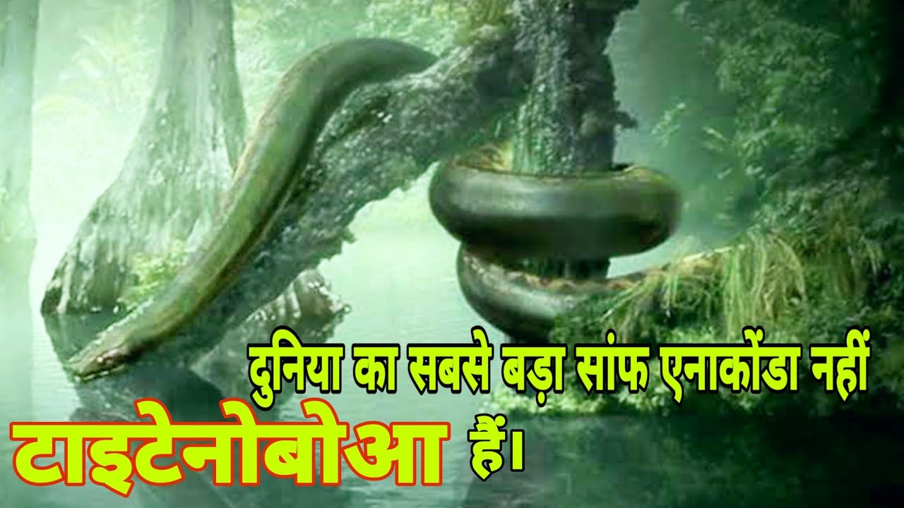 दुनिया का सबसे बड़ा सांफ एनाकोंडा नहीं टाइटेनोबोआ हैं।,Big Snake In the ...