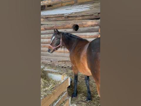 КРАСИВАЯ КОБЫЛА🐴 #деревня #конюшня #русскаядеревня #лошади # ...