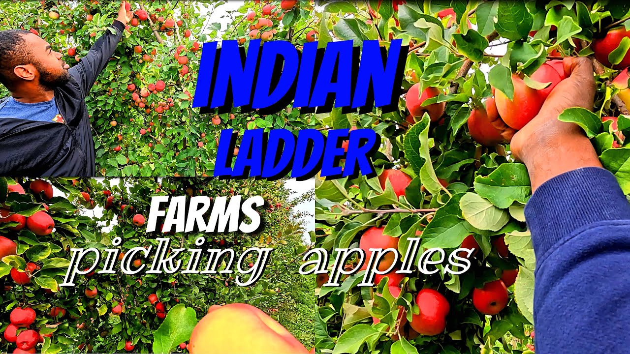 Picking apples on Indian Ladder Farms - YouTube