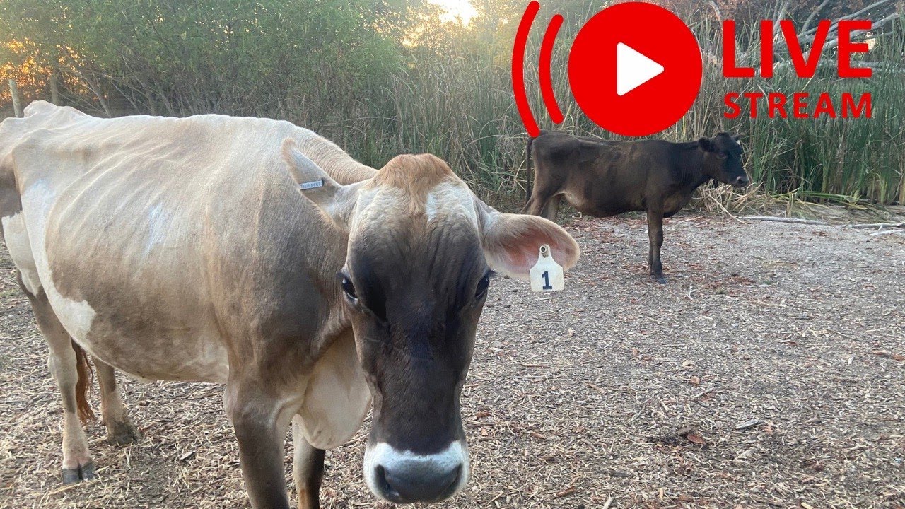 LIVE Replay! Cow Milking + Bottle Feeding Our Calf! - YouTube