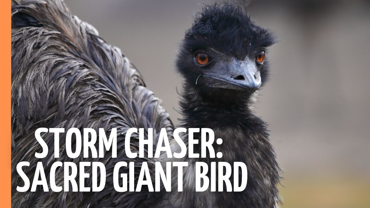 Emu Dad vs The Outback: An Epic Survival Story | Full Documentary - YouTube