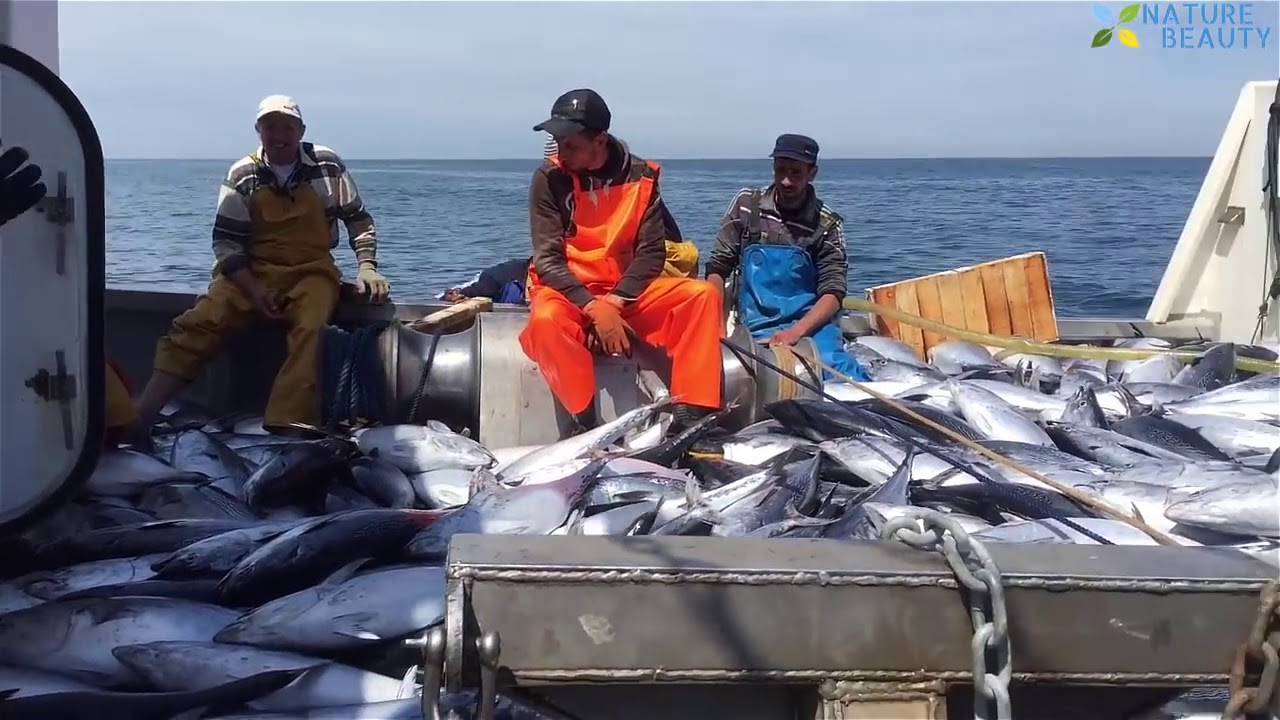 Big Fish | Tuna Net Fishing Amazing Skill of Catching in the sea | The ...