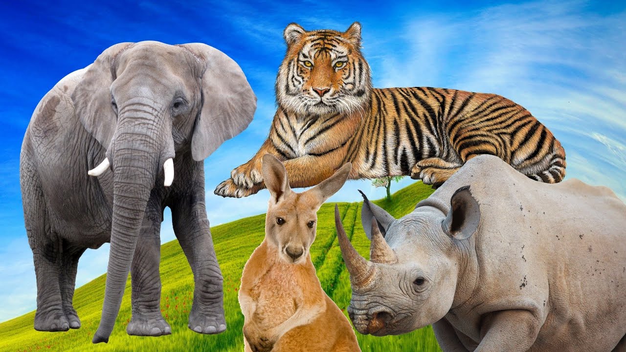 wild animals sounds - deer ,rhinoceros, Zebra,elephant,tiger,pig,monkey ...
