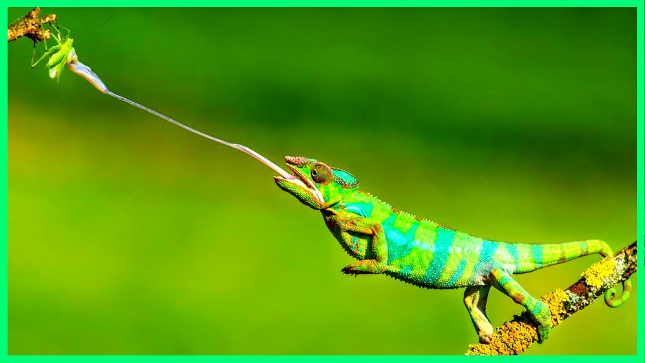 Panther Chameleon | Pet Chameleon | Most Beautiful Pets in the World ...
