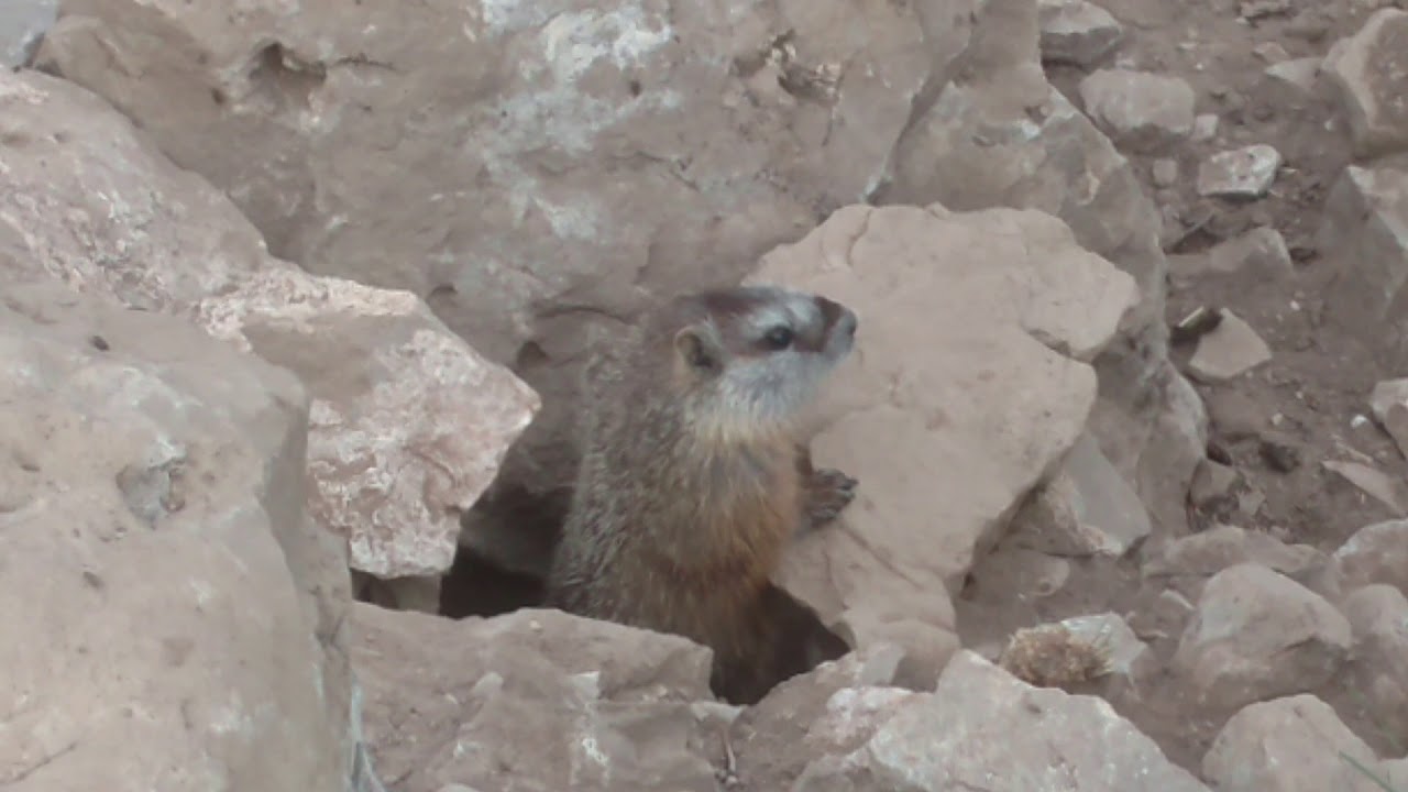 Potgut, cute little potgut. - YouTube