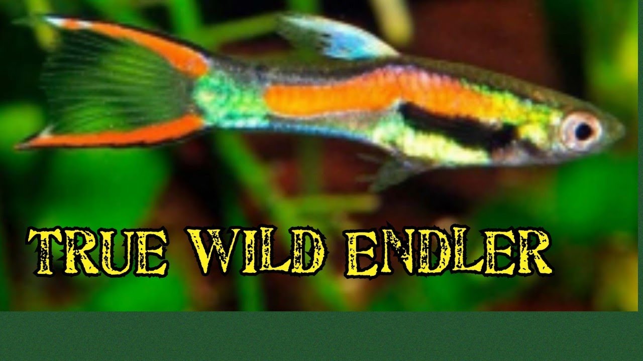 Update The Wild Endlers Breeding For Profit, Proof I'm Back! Intro ...