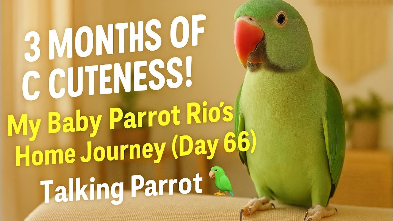 3 Months of Cuteness! | My Baby Parrot Rio’s Home Journey (Day 66 ...