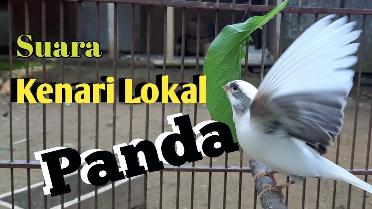 Masteran Kenari Panda Lokal Gacor Roll Panjang || ADW BirdFarm - YouTube