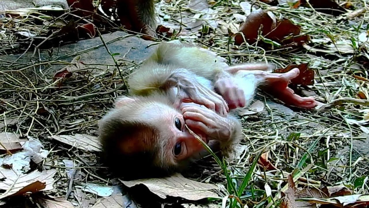 Wow very sad day baby Lucie very tired days mom teach more and more ...