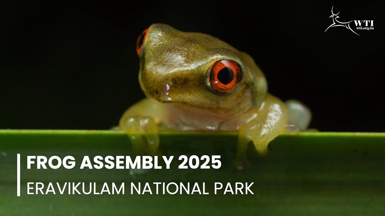 Munnar Frog Assembly 2025 - YouTube