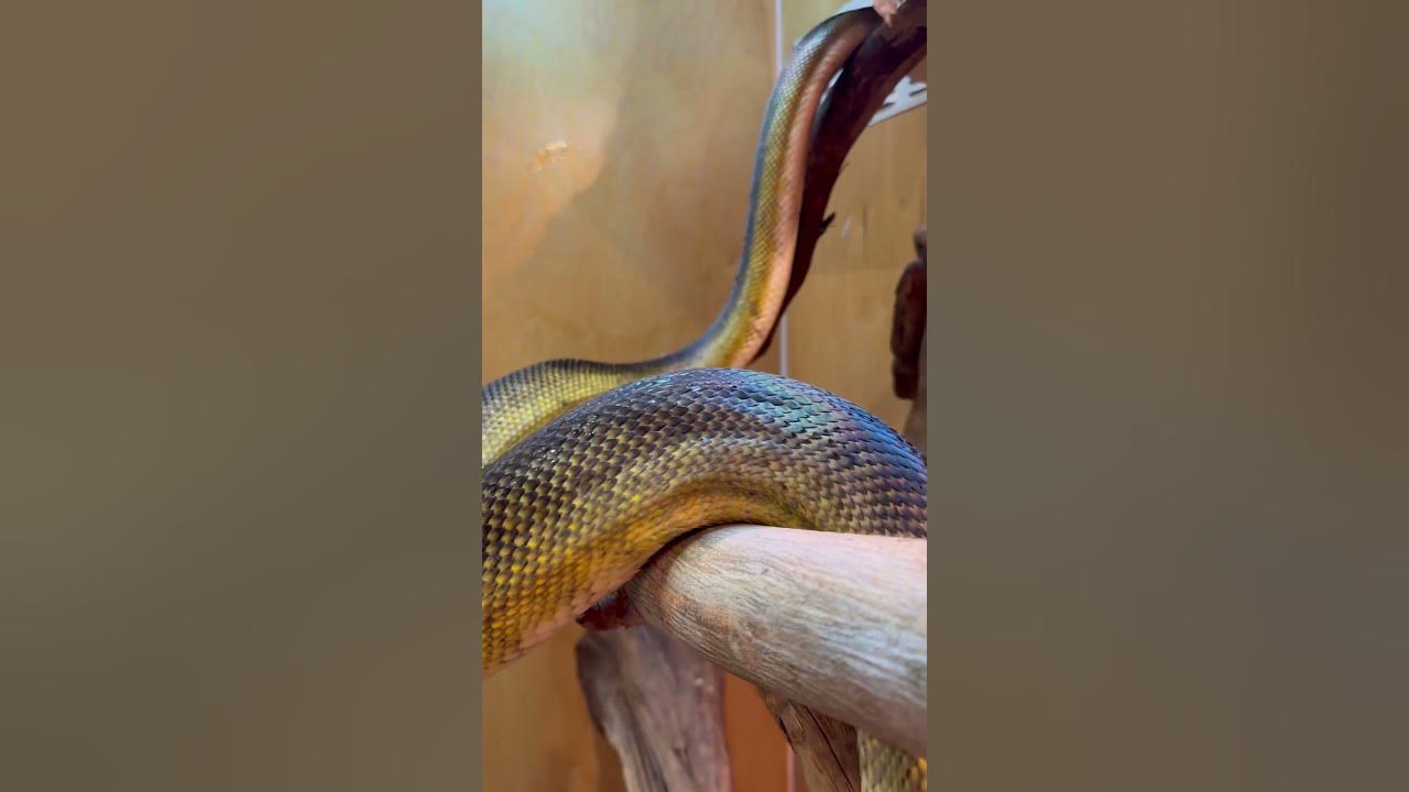 SCRUB PYTHON SLITHERING #reptile #snake #python - YouTube