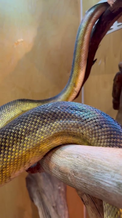 SCRUB PYTHON SLITHERING #reptile #snake #python - YouTube