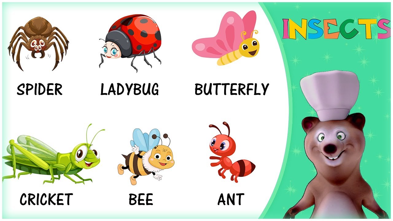 Insects Names | Educational Videos for Kids | Baby World - YouTube