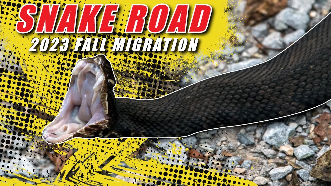 SNAKE ROAD Illinois FALL MIGRATION 2023 - YouTube