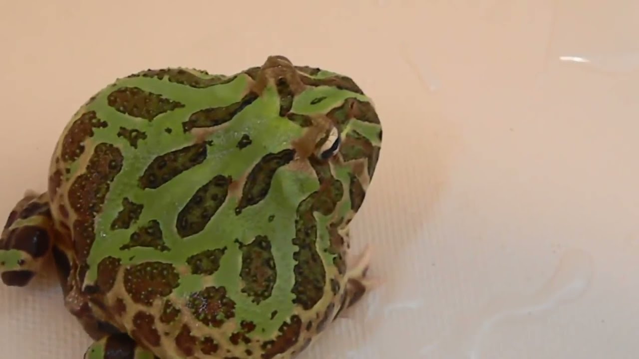 10 Minutes of Screaming Frogs Compilation! Try Not To Laugh 🤣 - YouTube