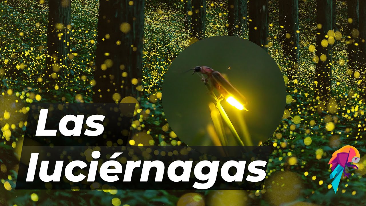 Las luciérnagas (Lampyridae) , insectos biolumiscentes - YouTube