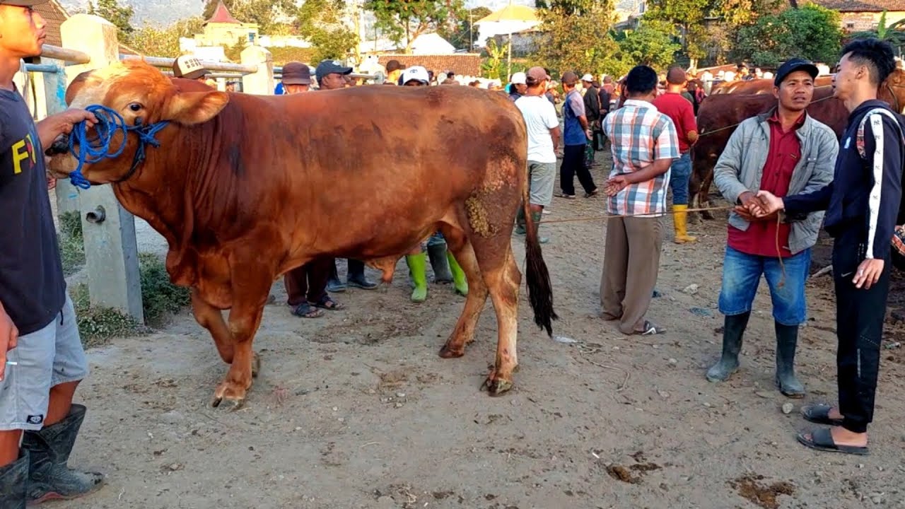 JAGAL MUDA MAS DIMAS BORONG 15 EKOR SAPI MONSTER‼️ Pasar Sapi Plaosan ...