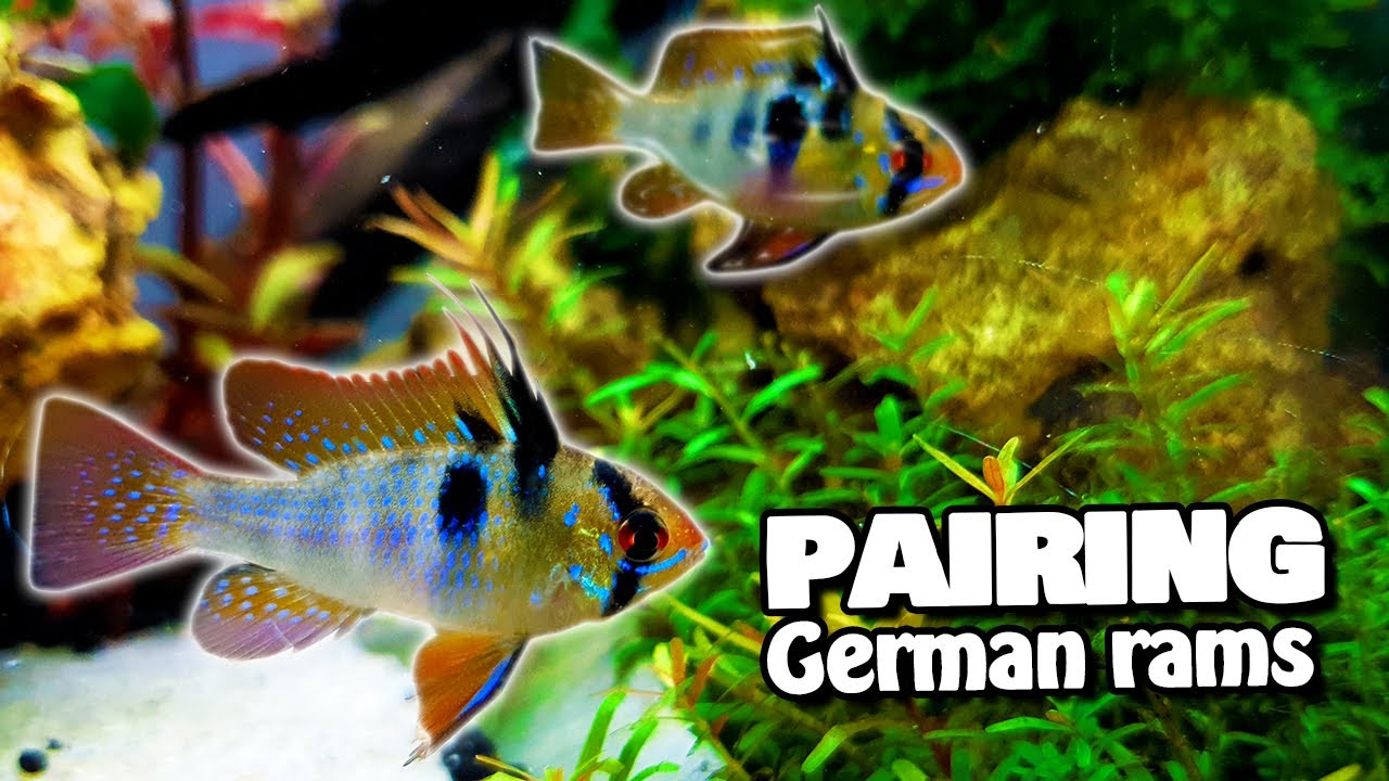Definitive German Blue Ram Pairing Guide | Watch This if You Plan to ...