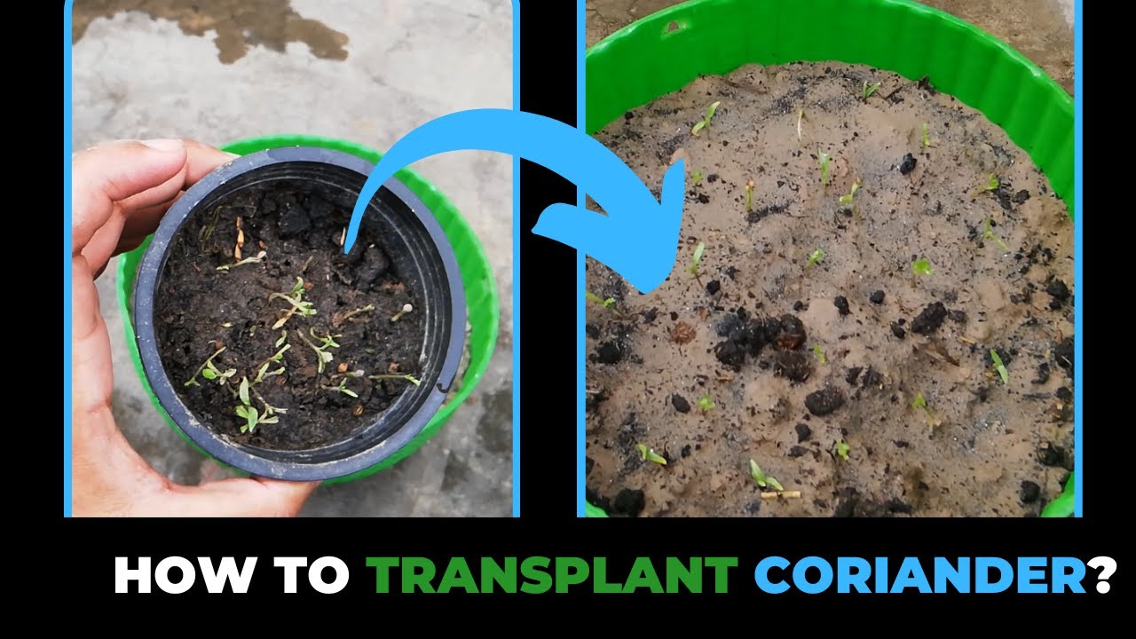 How To Transplant Coriander Seedlings | Repotting Cilantro | From The ...