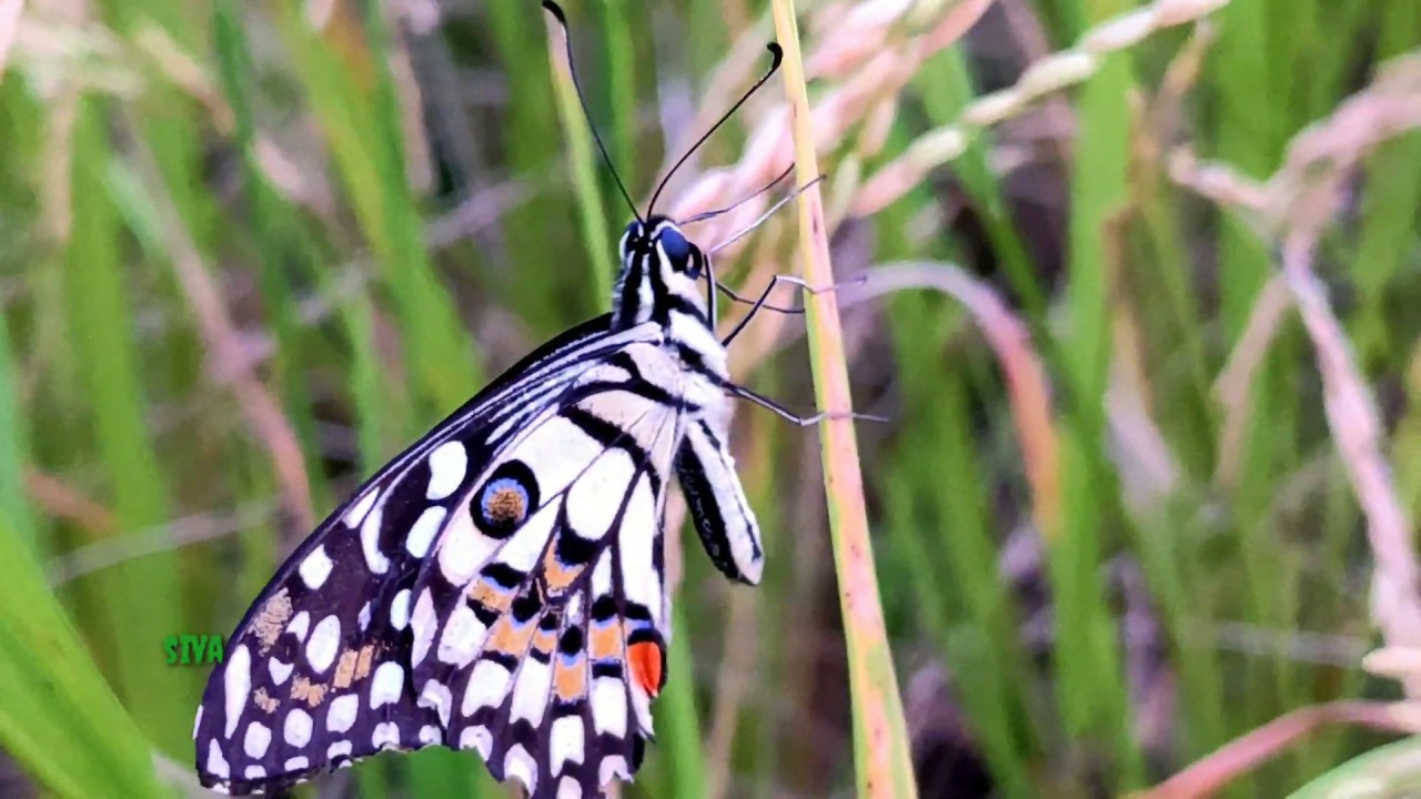 Small beautiful Butterfly - See More World (4k) - YouTube