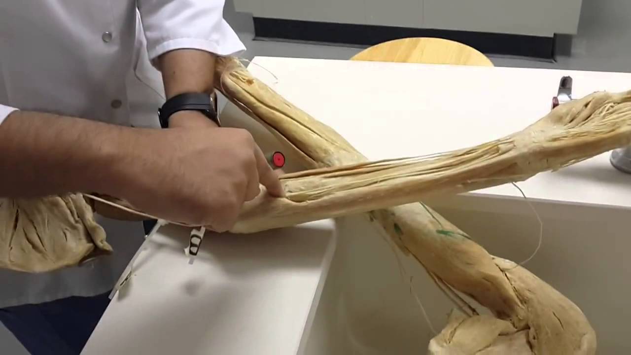 Anatomy Lab - 2 - Brachial Plexus (Part 02) - YouTube