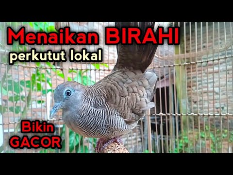 Pancingan Menaikan birahi PERKUTUT LOKAL  Ampuh bikin perkutut cepat GACOR