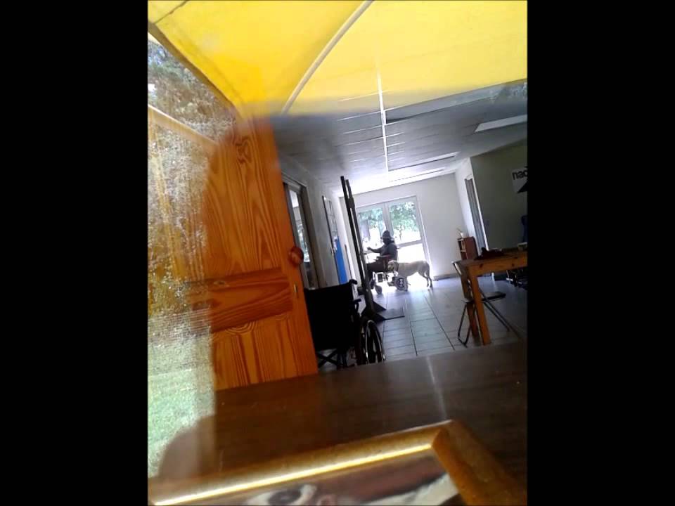 Service Dog, Yellow Lab Rhody... - YouTube