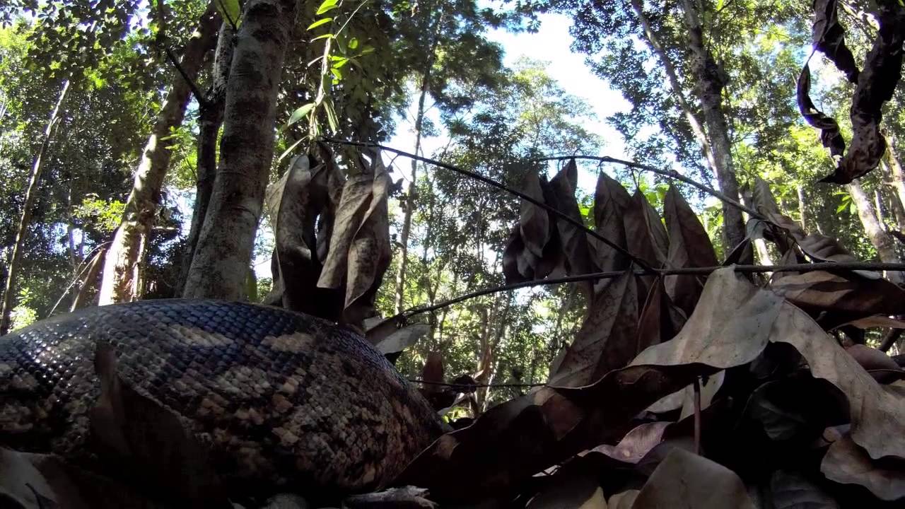 Madagascar 1 - Foresta di Lokobe con Maxwell - YouTube