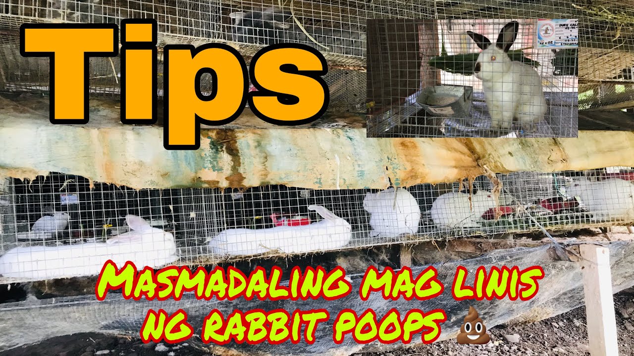 Tips sa pag linis ng dumi ng Rabbit - YouTube