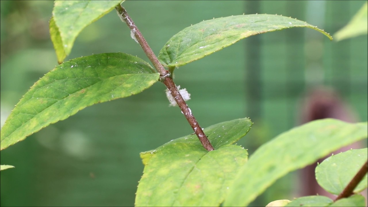 アオバハゴロモ（青羽羽衣：Geisha distinctissima）幼虫 - YouTube