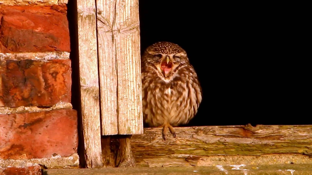 Tired Little Owl - YouTube