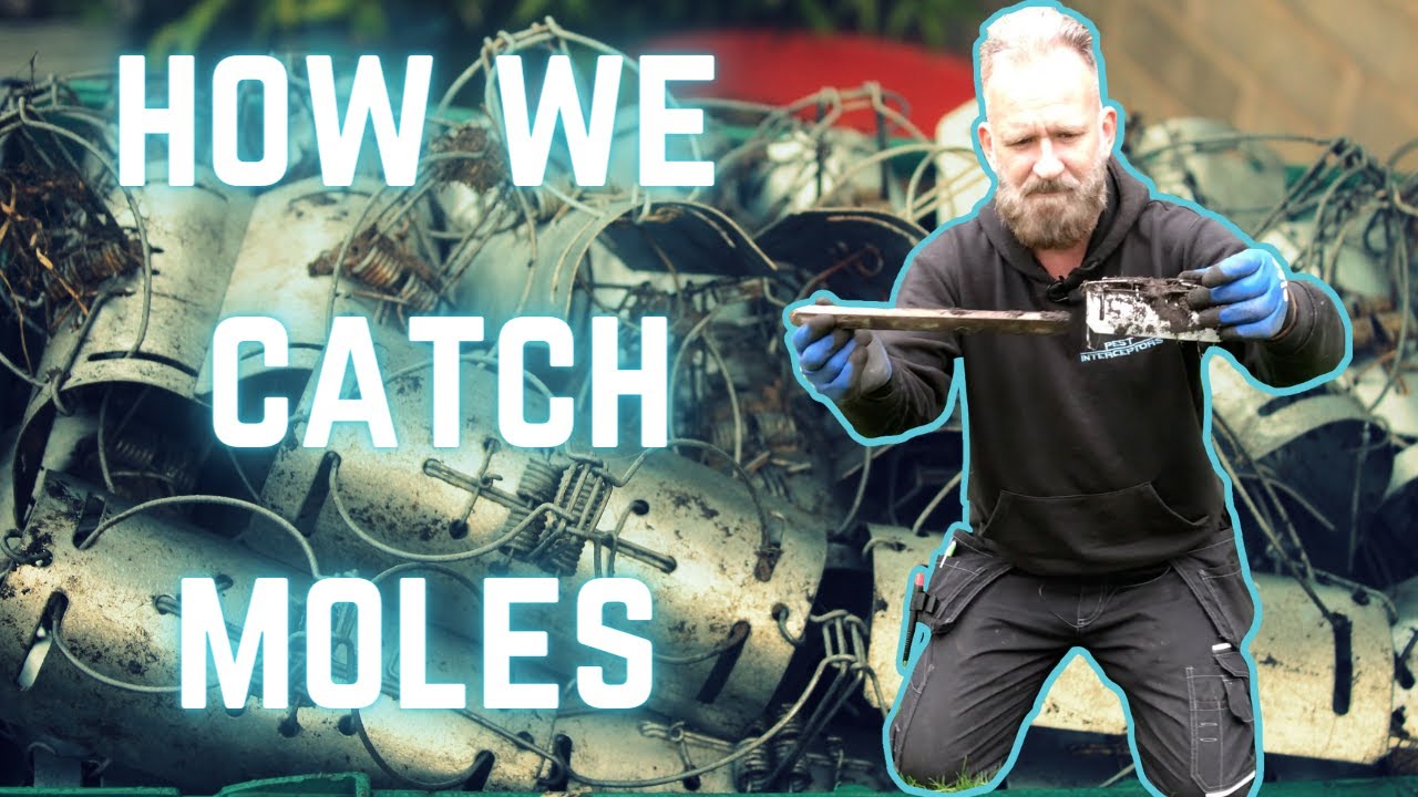 We make MOLE CATCHING look so easy!!! See how we use a Duffus Tunnel ...
