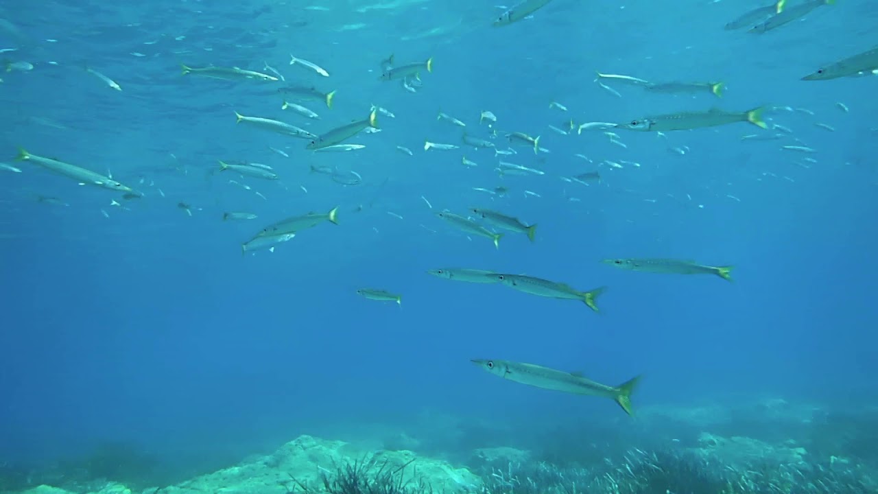 Barracuda (juvéniles) ou Bécune à bouche jaune - YouTube