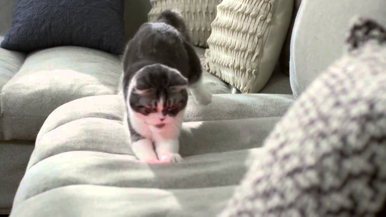 PETKIT MATE INNOVATIVE WIFI ENABLED VIDEO MONITOR FOR DOGS AND CATS ...